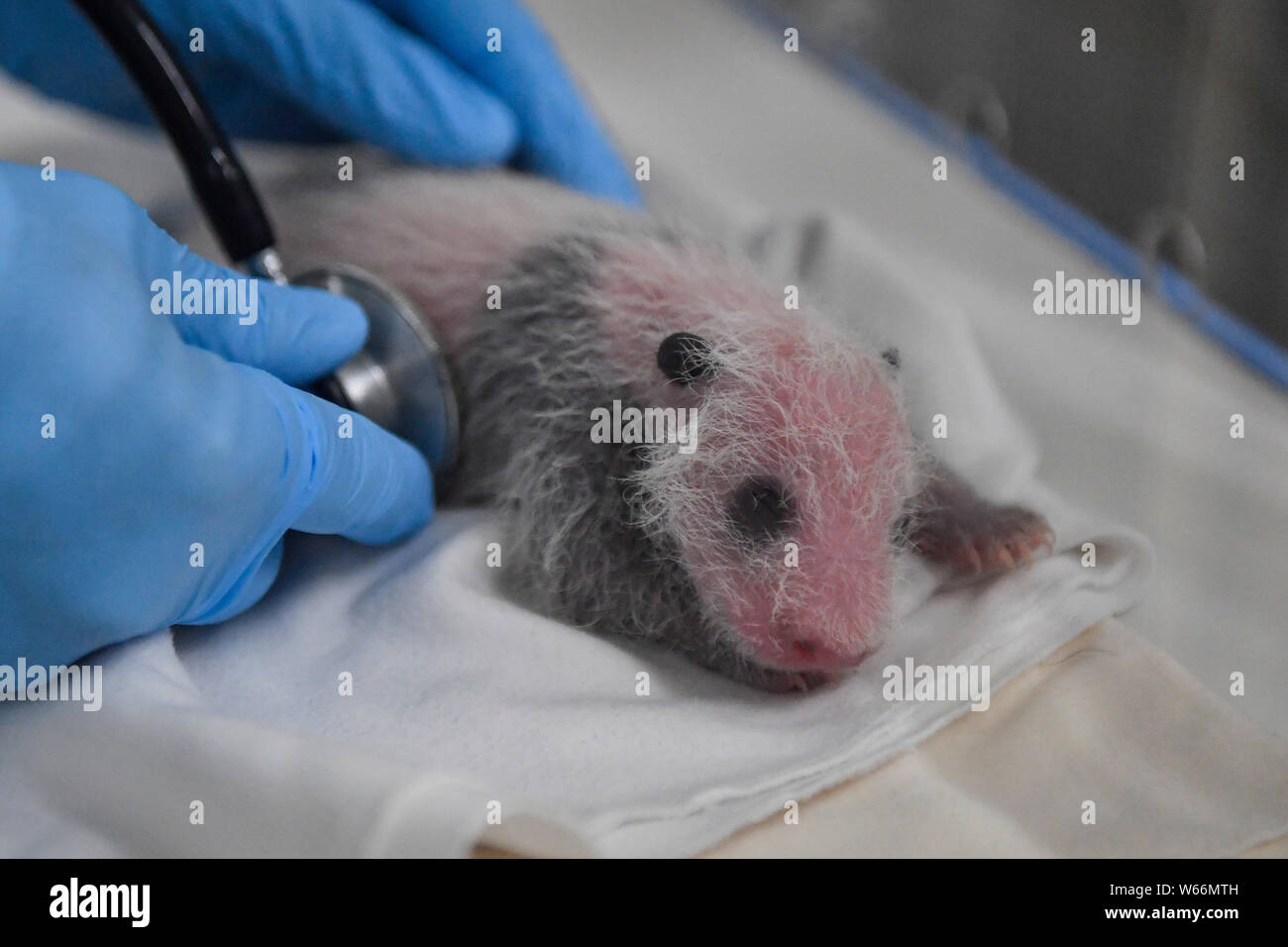 The newborn giant panda cub born by Long Long, the first giant panda ...