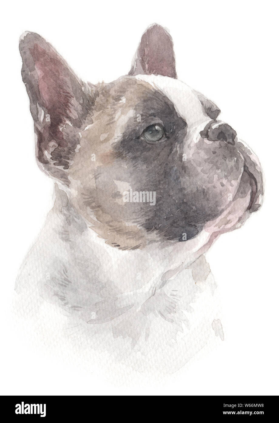 French bulldog puppy toy Cut Out Stock Images & Pictures - Alamy