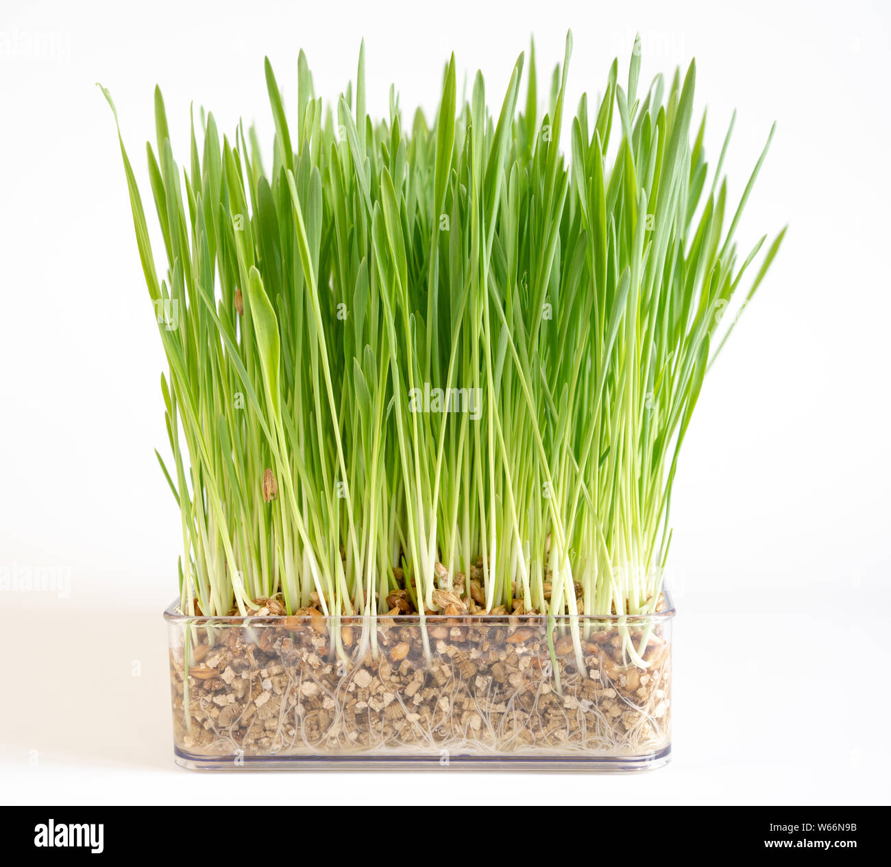 Wheat plant roots hi-res stock photography and images - Alamy