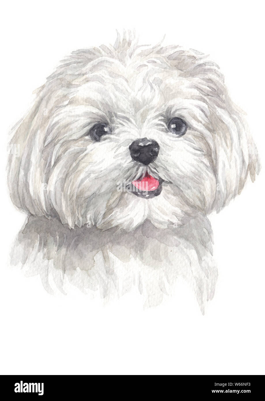 Maltese dog breed head Cut Out Stock Images & Pictures - Alamy