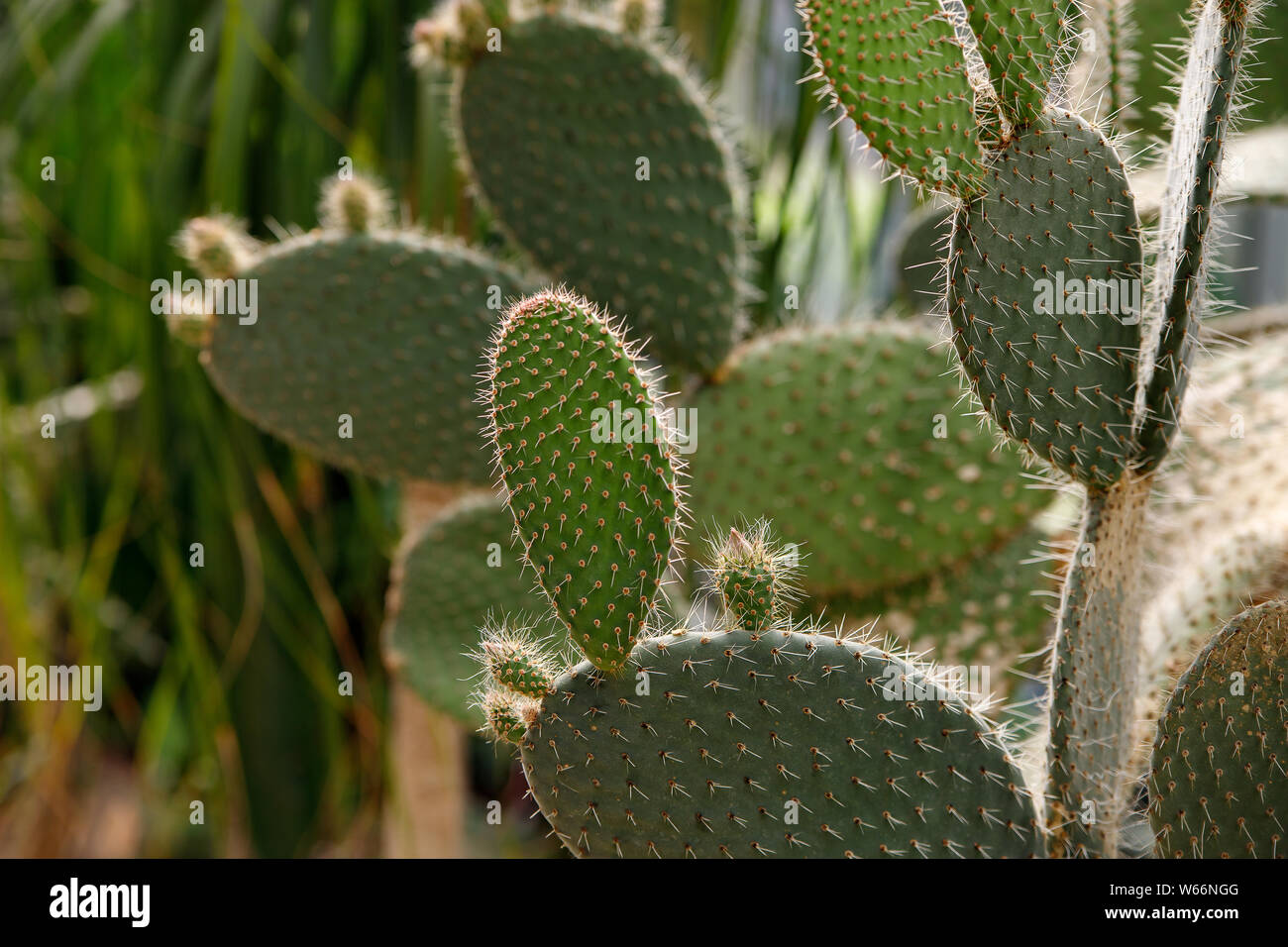Cactus Opuntia leucotricha Plant with Spines Close Up. Green plant ...