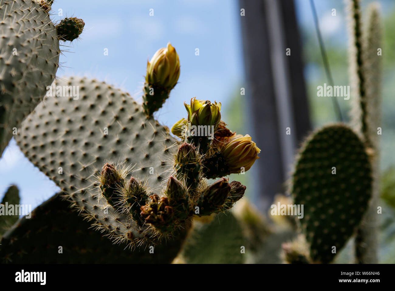 Cactus Opuntia leucotricha Plant with Spines Close Up. Green plant ...