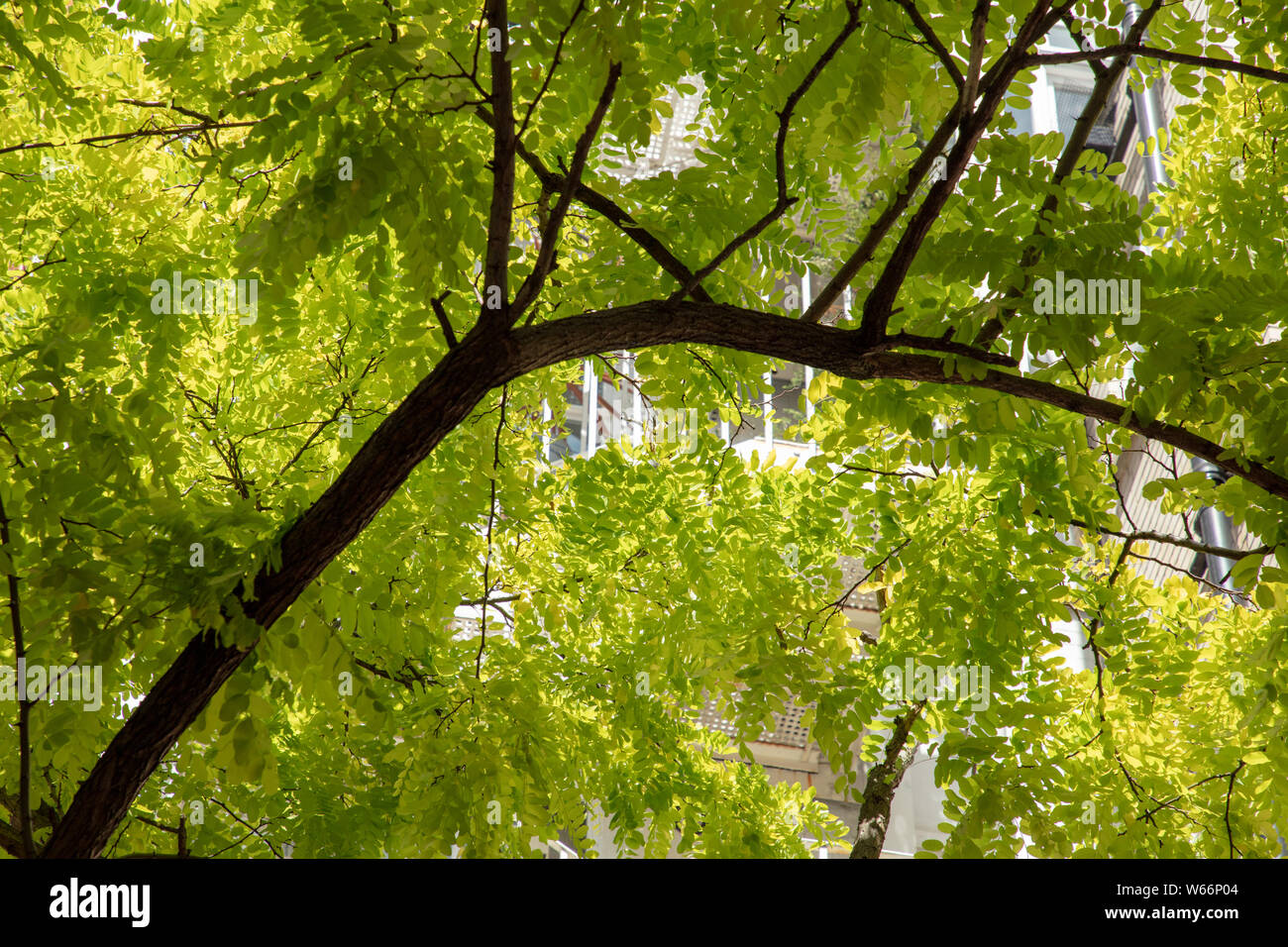 One lone tree , a Robinia pseudoacacia is left to grow its beautiful ...