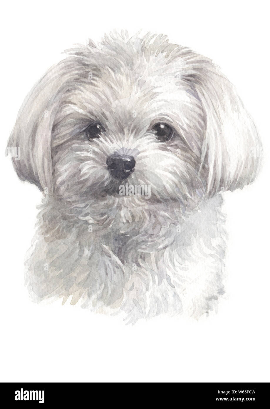 Maltese dog breed head Cut Out Stock Images & Pictures - Alamy