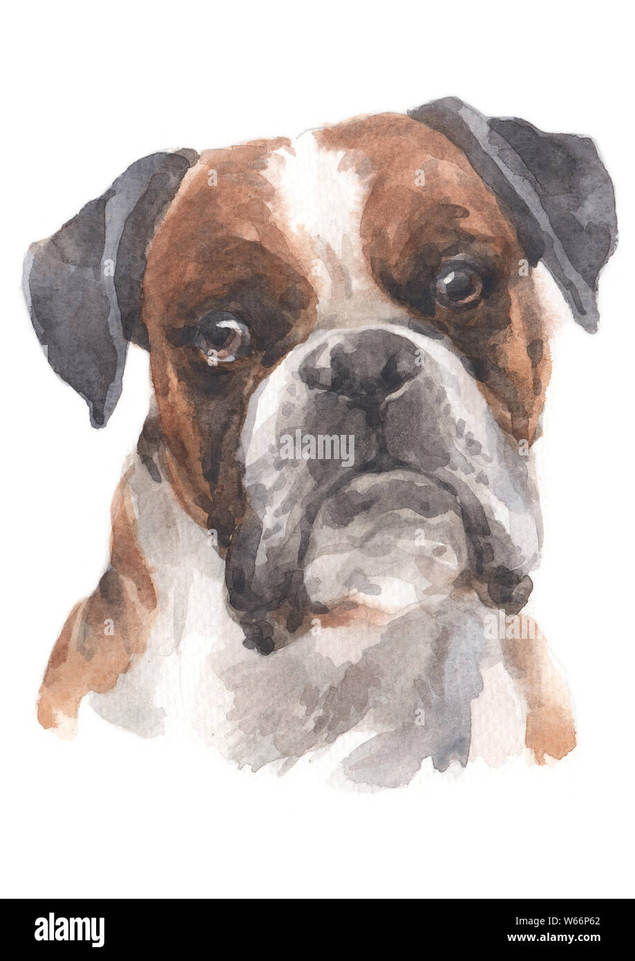 Boxer face painting hi-res stock photography and images - Alamy