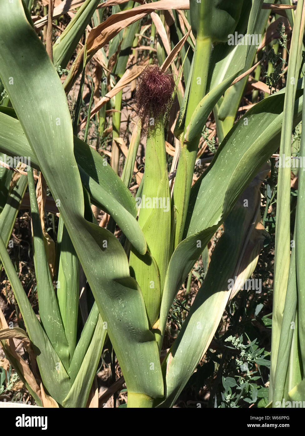 Green corn field Stock Photo - Alamy