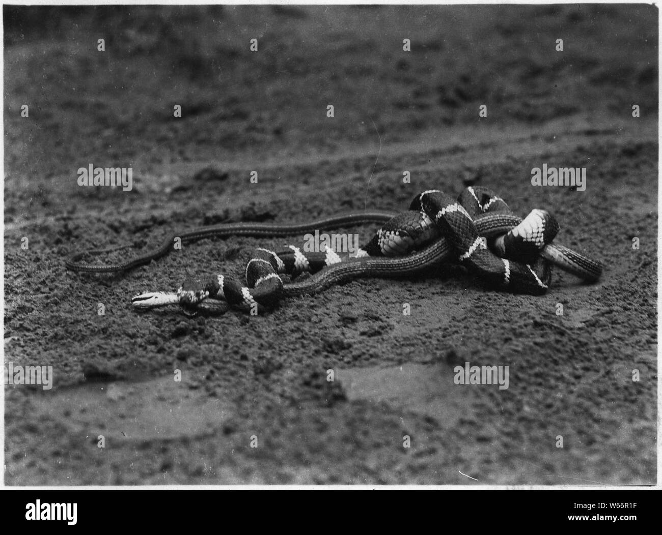 King Snake killing and swallowing a Striped Racer Stock Photo - Alamy