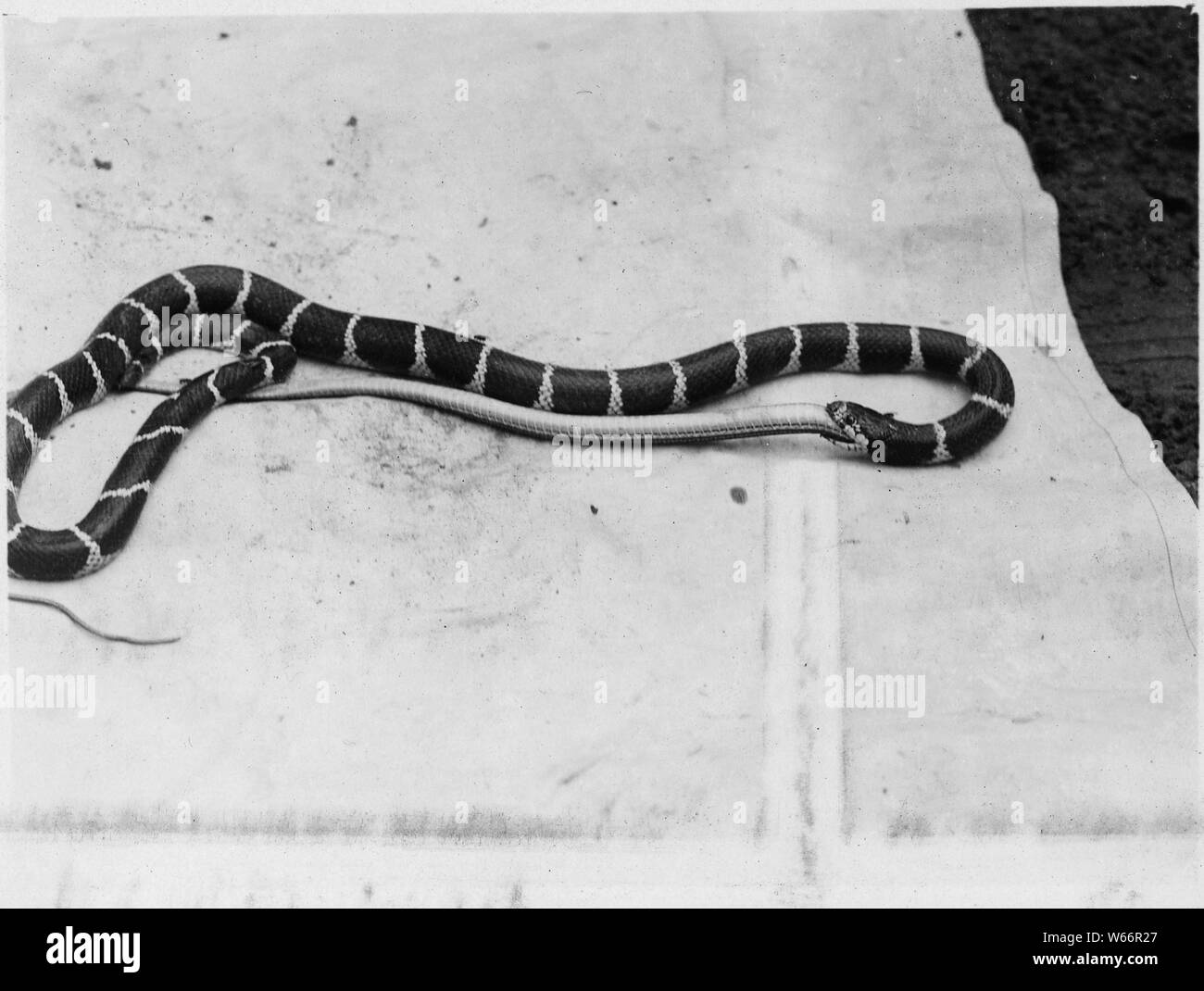 King Snake killing and swallowing a Striped Racer Stock Photo - Alamy