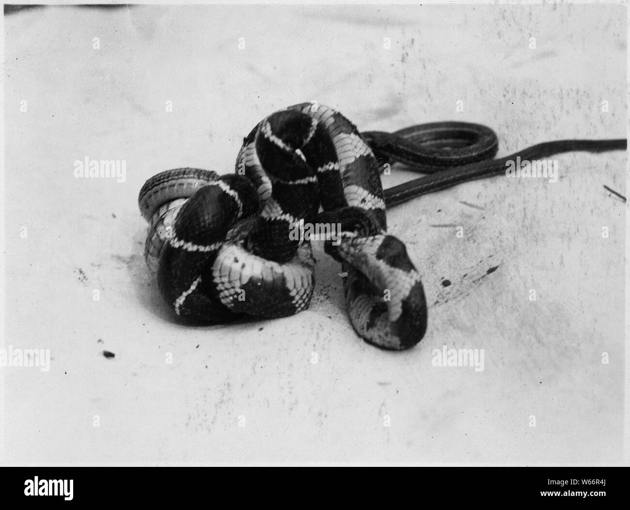 King Snake killing and swallowing a Striped Racer Stock Photo - Alamy