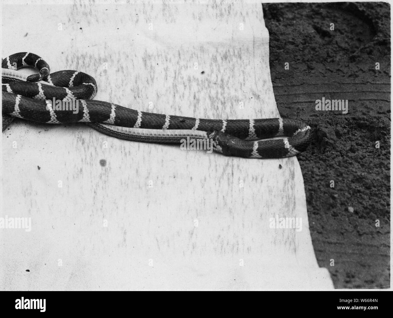 King Snake killing and swallowing a Striped Racer Stock Photo - Alamy