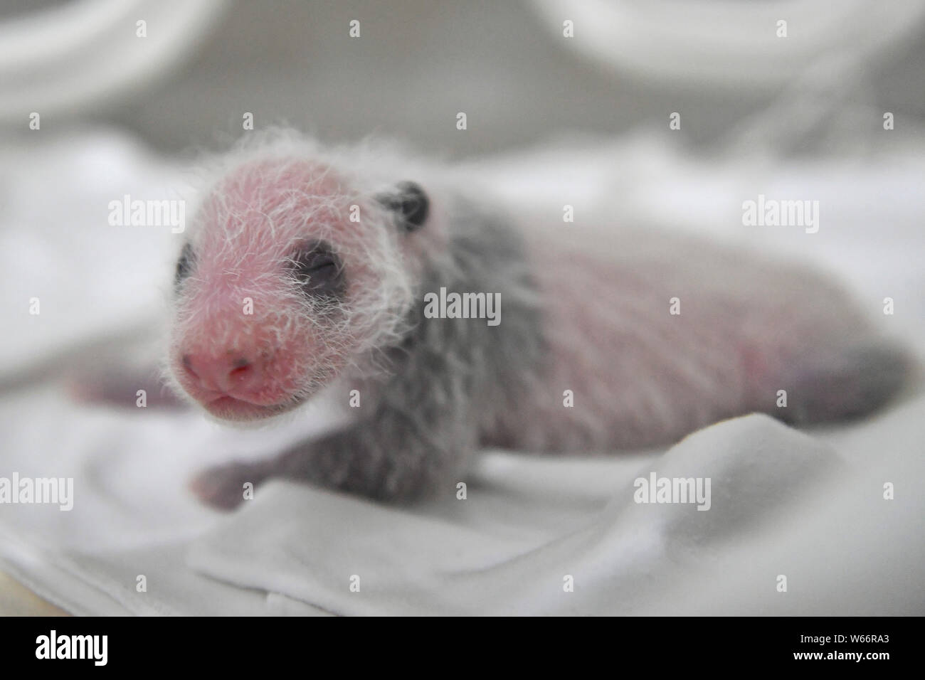 The newborn giant panda cub born by Long Long, the first giant panda ...