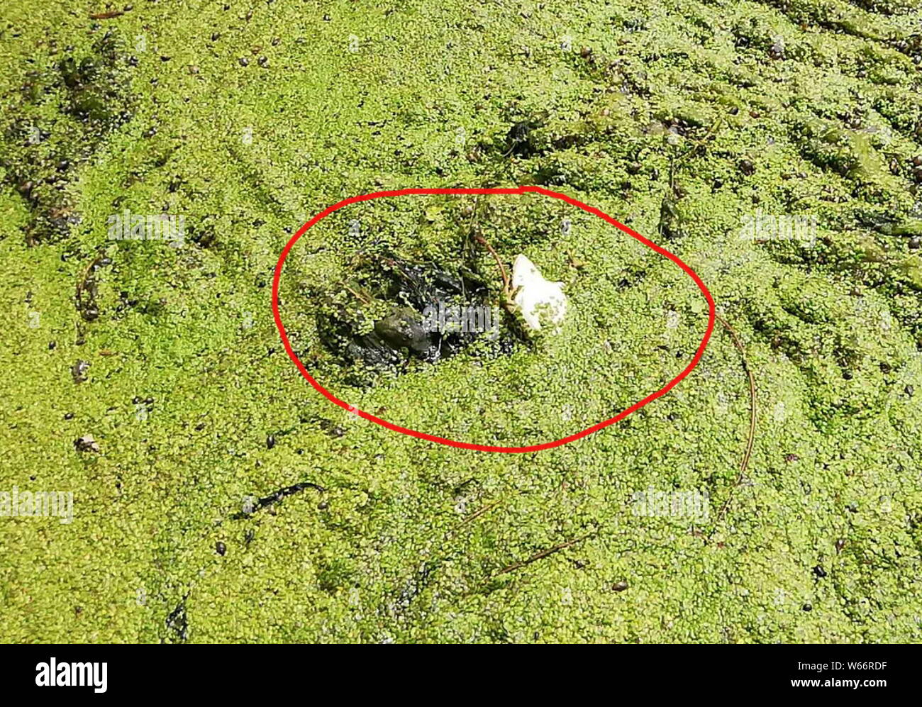 Algae bloom fish hi-res stock photography and images - Alamy