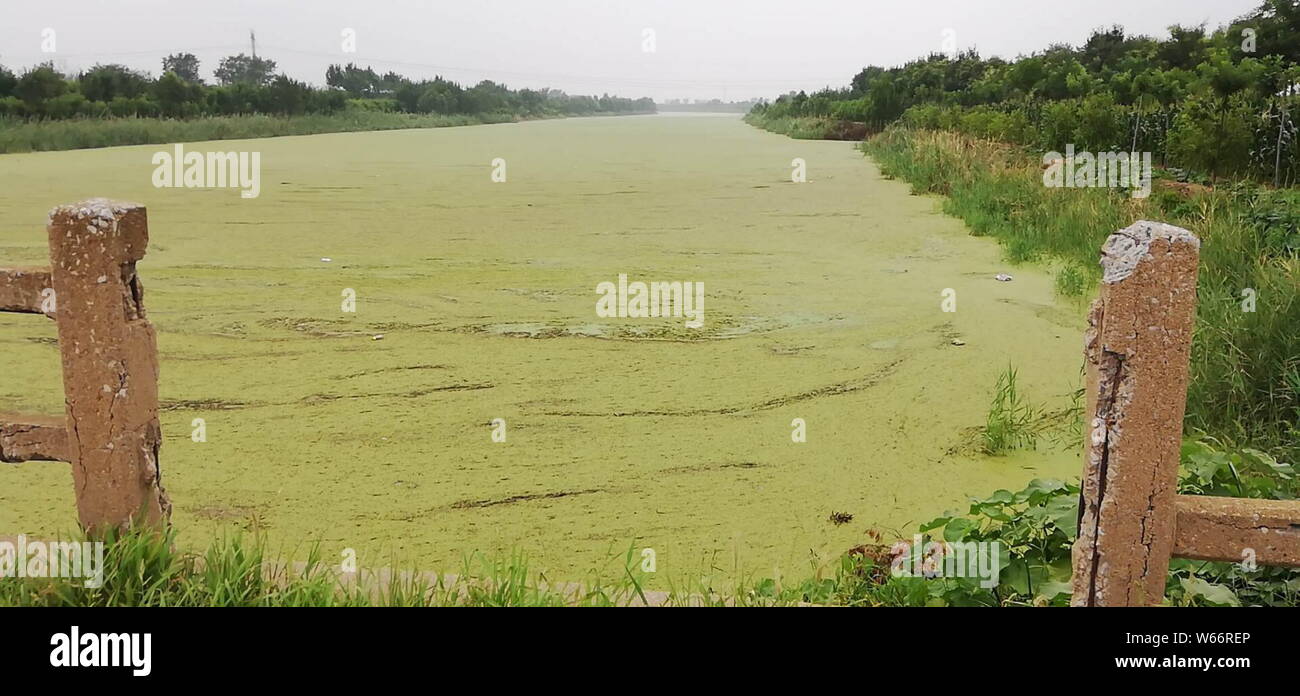 The Qinkou River is covered with blue-green algae in Xiawa town ...