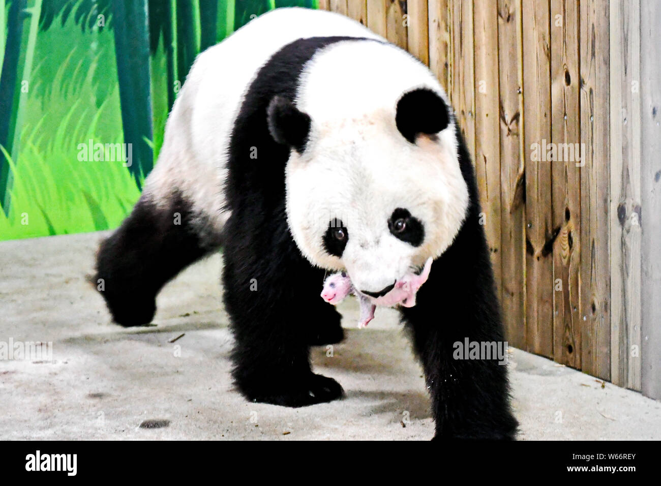 Giant panda Long Long carrying its newborn cub in its mouth is pictured ...