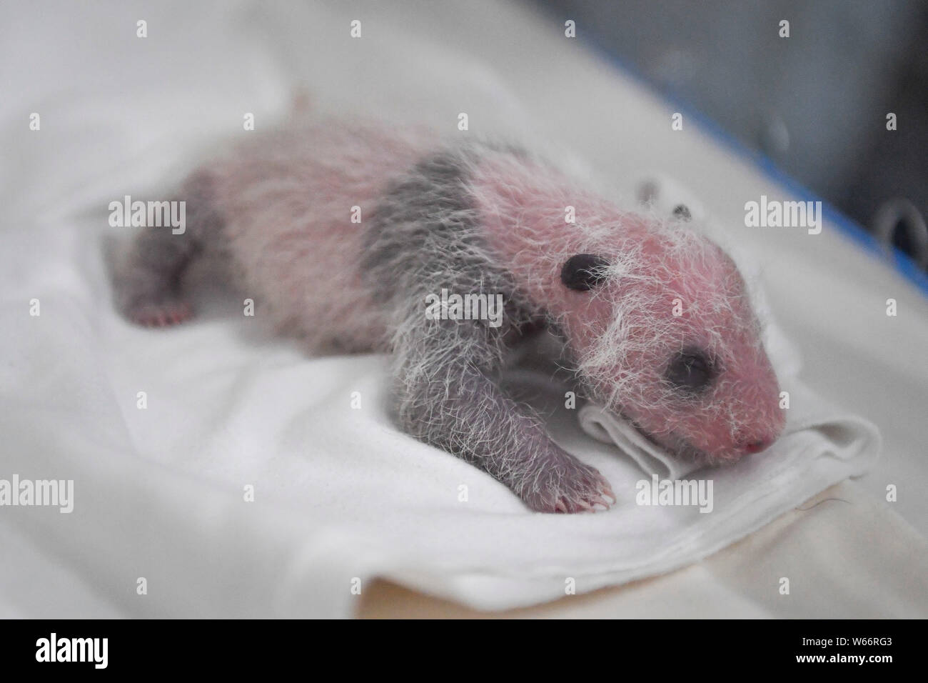 The newborn giant panda cub born by Long Long, the first giant panda ...