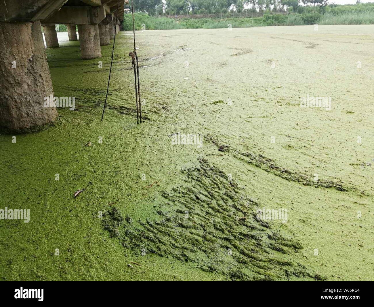 The Qinkou River is covered with blue-green algae in Xiawa town ...