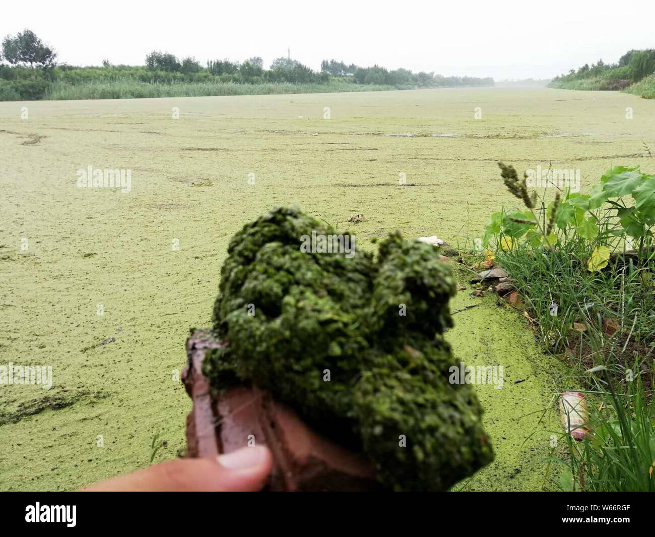 The Qinkou River is covered with blue-green algae in Xiawa town ...