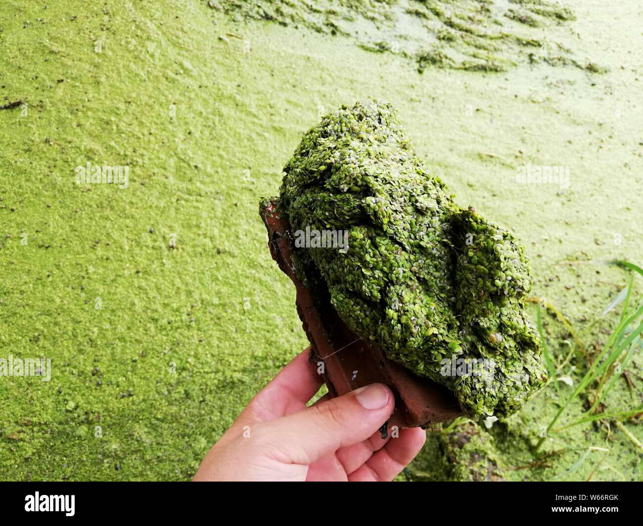 The Qinkou River is covered with blue-green algae in Xiawa town ...