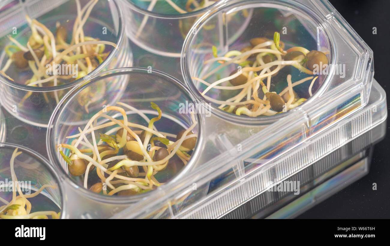 Microgreen sprouts quality control in Sanitary and epidemiological ...
