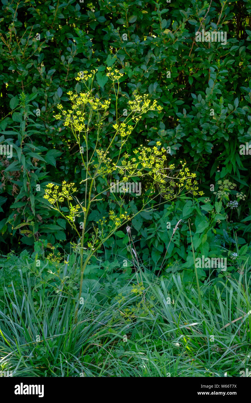 invasive wildflower toxic weed wild parsnip pastinaca sativa zala ...