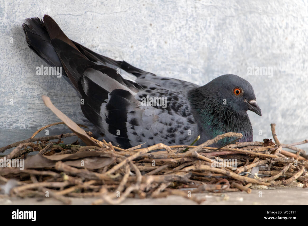 Pigeon nest hi-res stock photography and images - Alamy