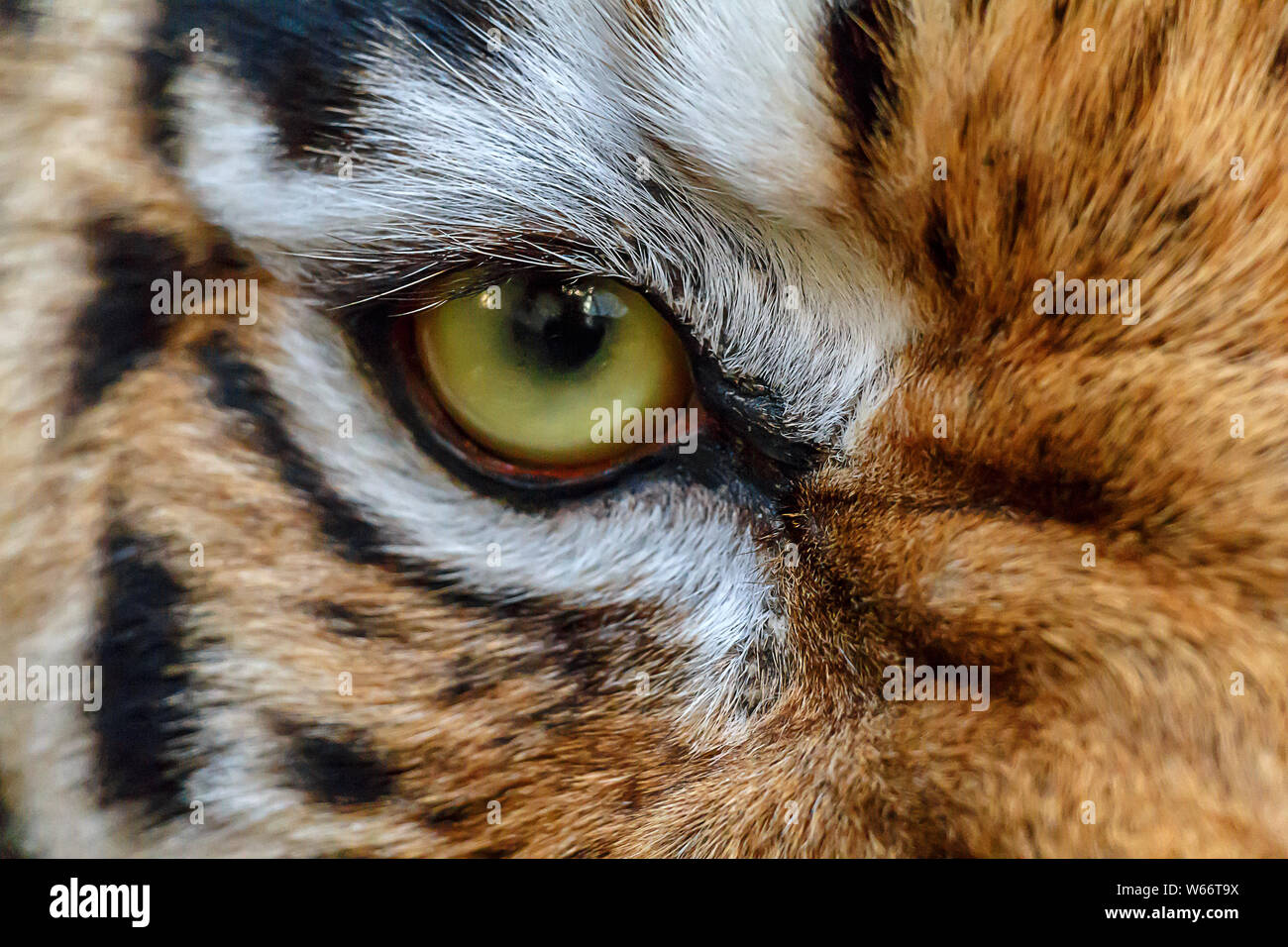 Wild Tiger Face Stock Photo - Alamy