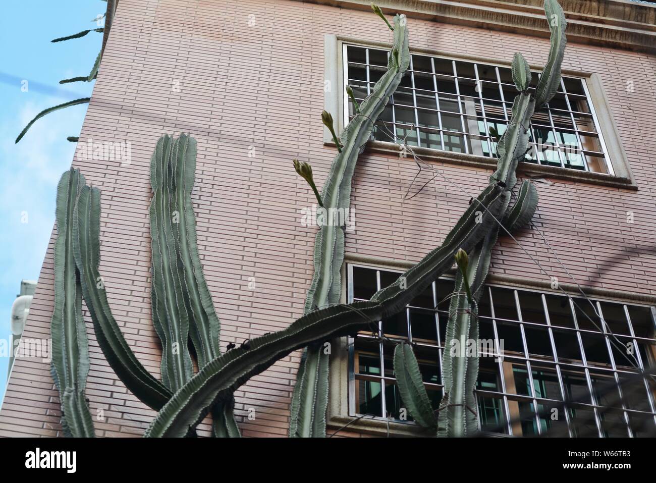 The five-storey-tall unbranched columnar habit cactus grows on the ...