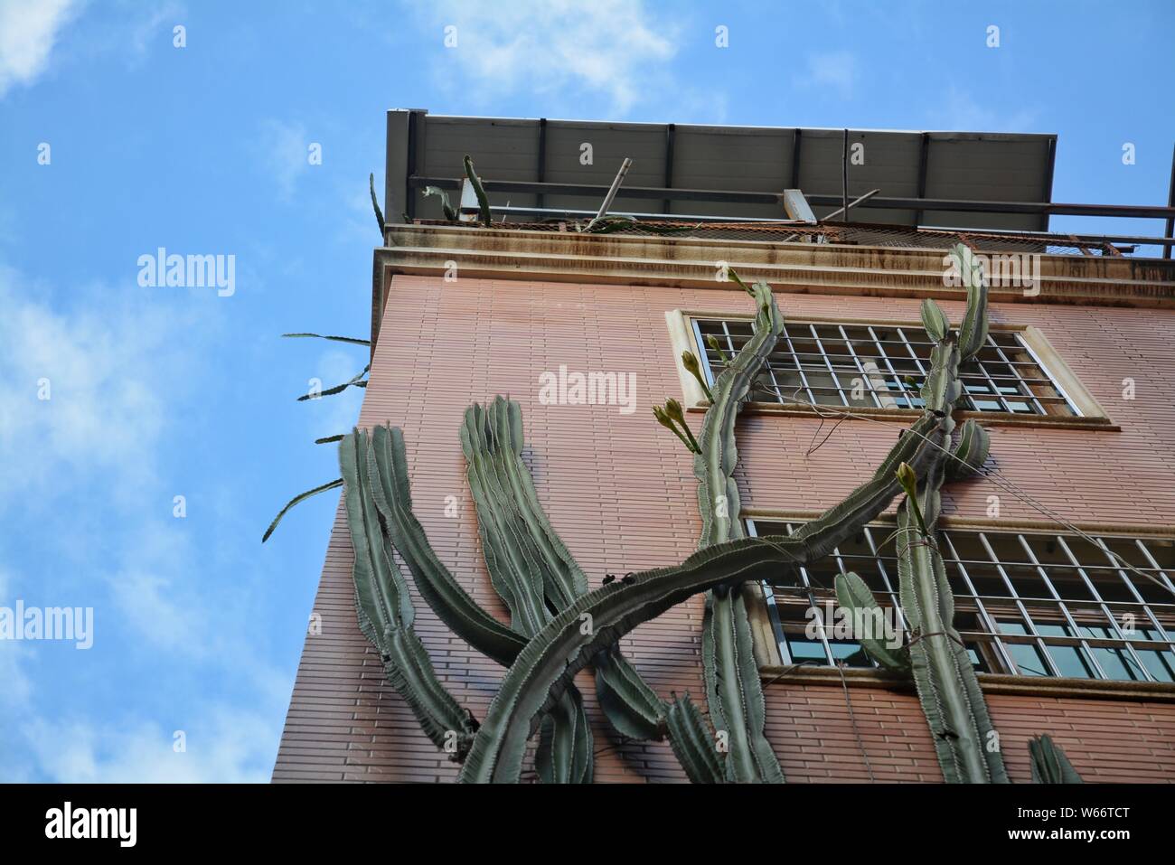 The five-storey-tall unbranched columnar habit cactus grows on the ...