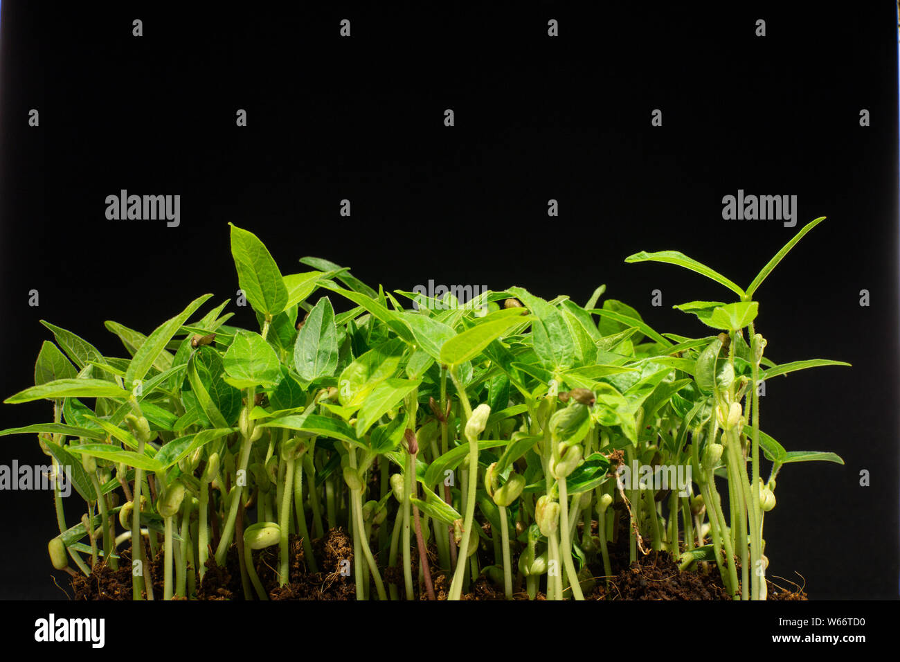 Micro leaves beans hi-res stock photography and images - Alamy