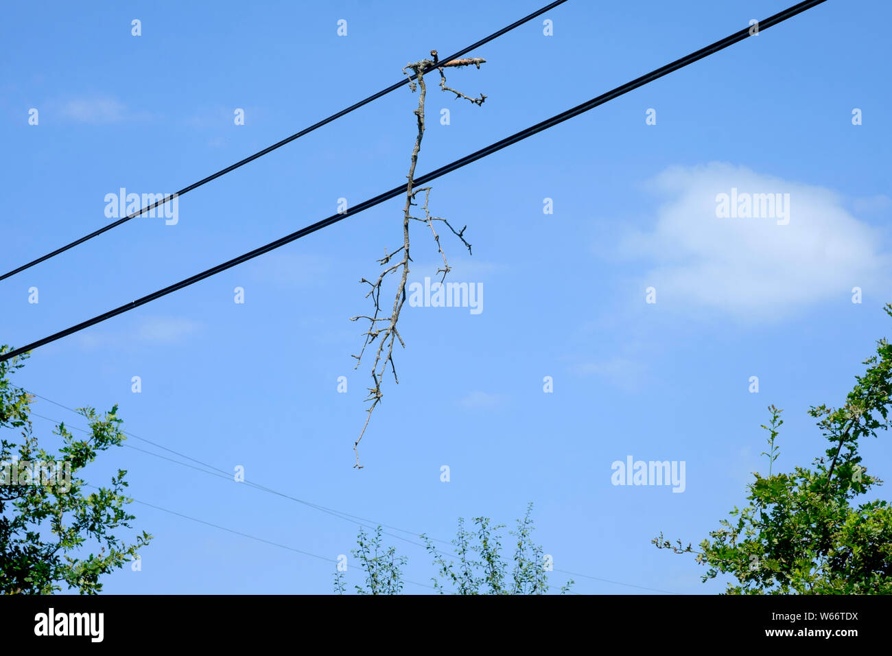 small dead branch hanging suspended from an overhead power line in the ...