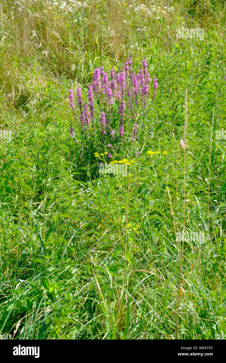invasive wildflower weed purple loosestrife lythrum salicaria growing ...
