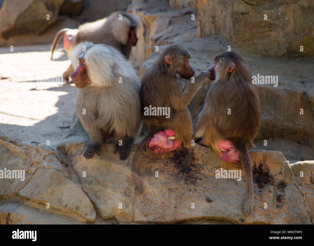 Berlin Zoo, Germany Stock Photo - Alamy