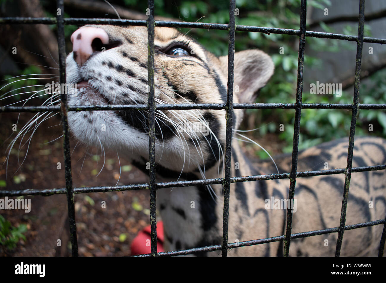 Leopard rescue hi-res stock photography and images - Alamy