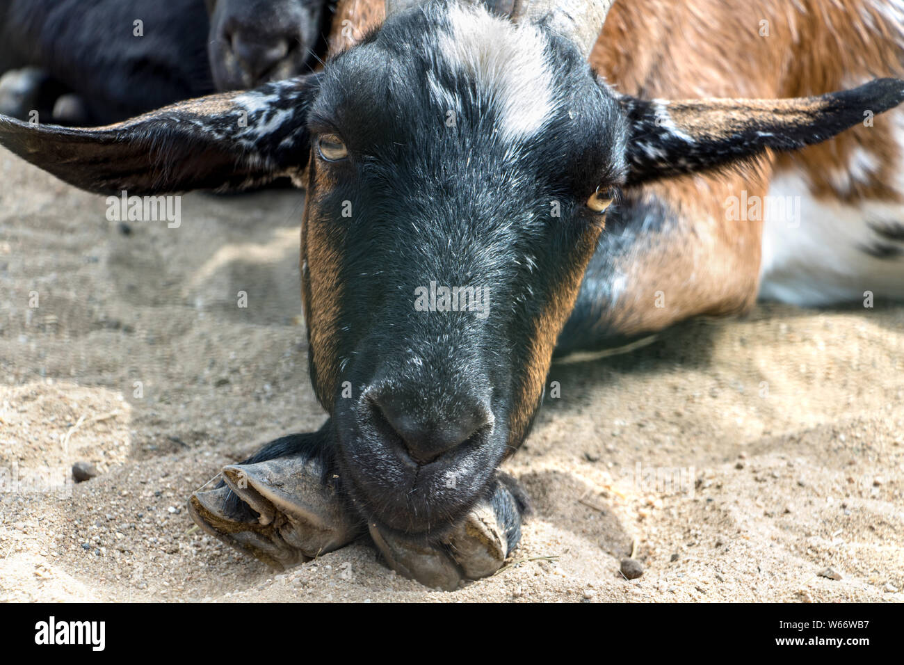 The domestic goat (Capra aegagrus hircus) lying on her legs under head ...