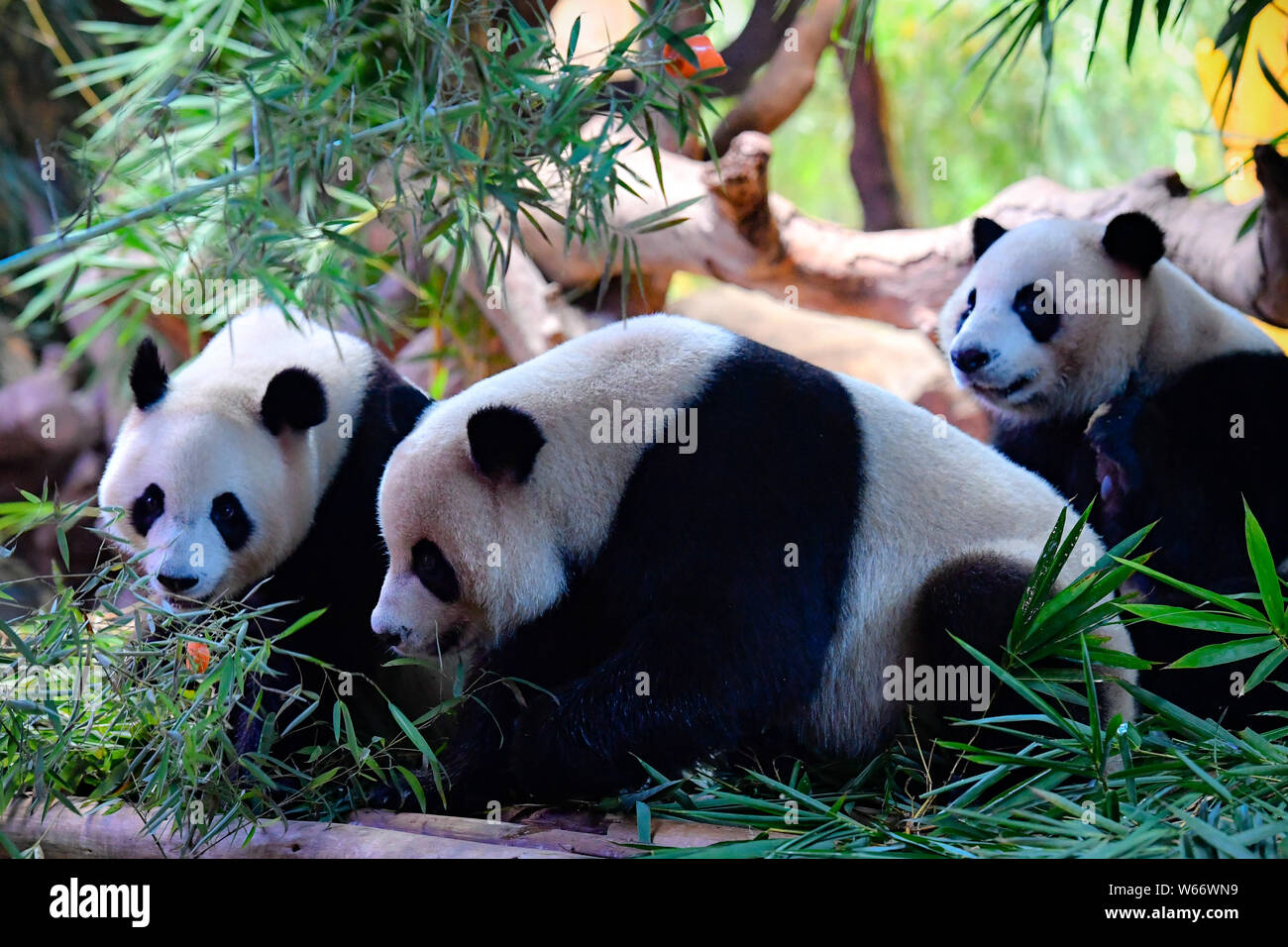 The world's only giant panda triplets eat bamboo during a celebration ...