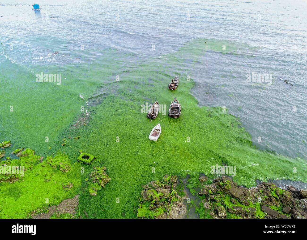Algae carpet hi-res stock photography and images - Alamy