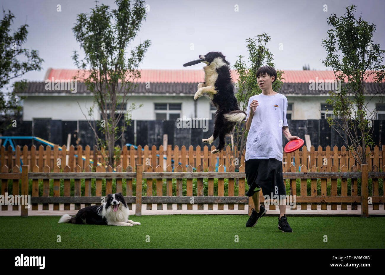 Chinese post-80s man is pictured with his Border Collie named "Cera" at ...