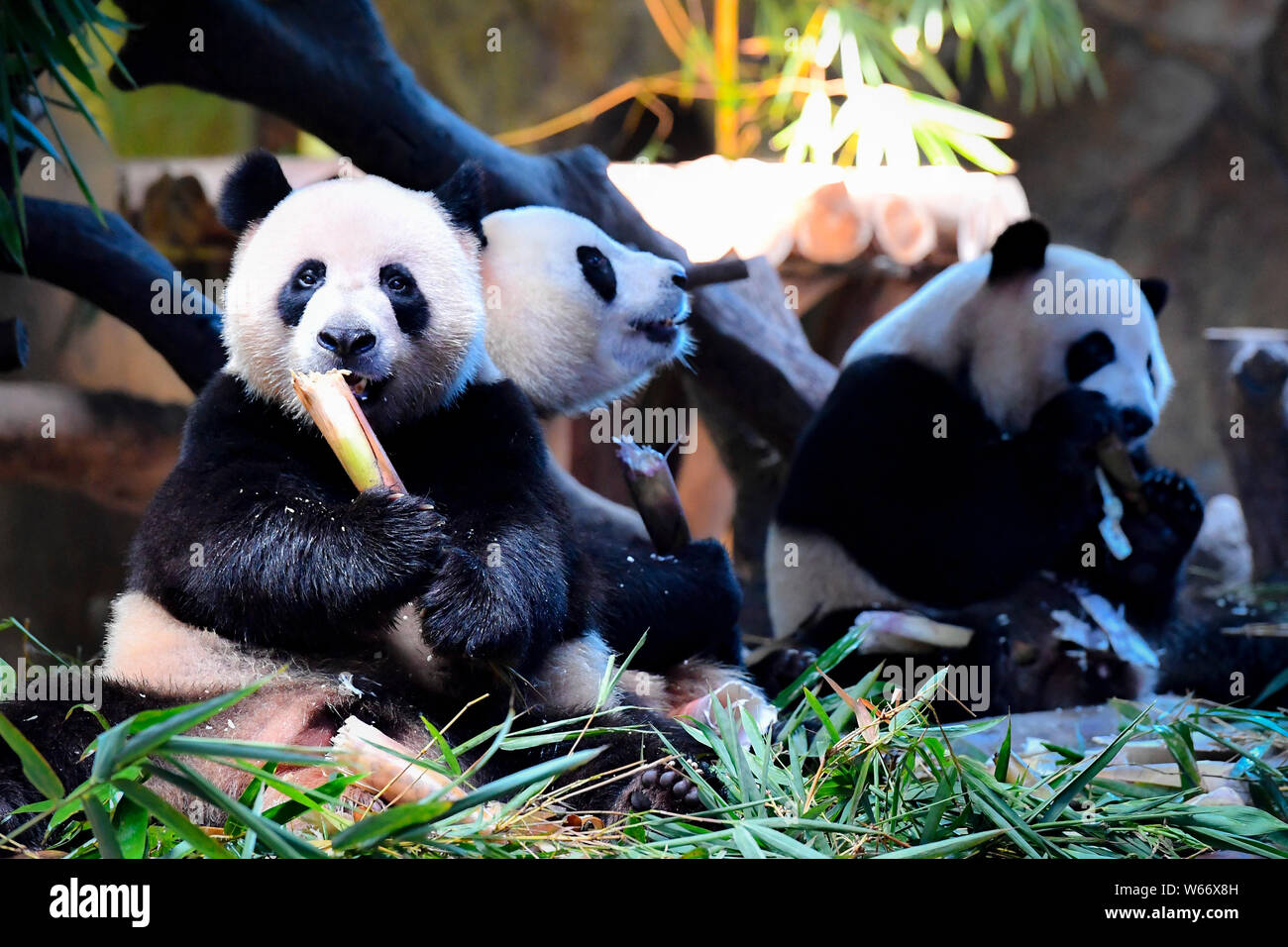 The world's only giant panda triplets eat bamboo shoots during a ...