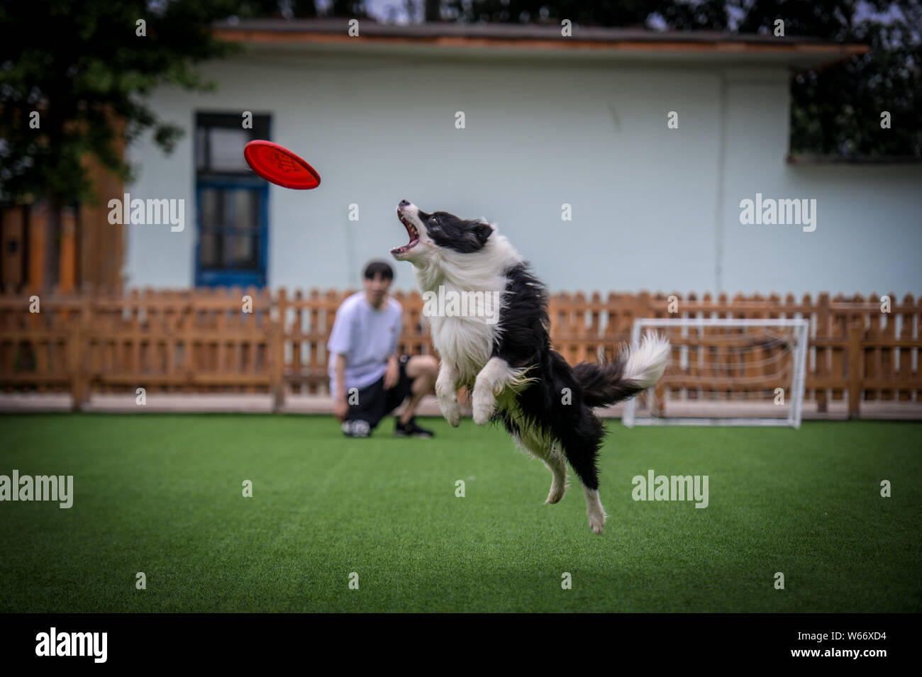 Chinese post-80s man is pictured with his Border Collie named "Cera" at ...