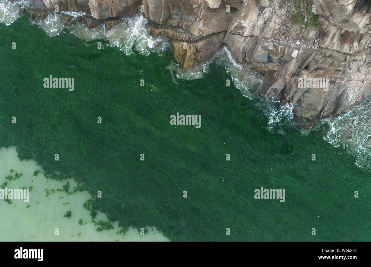 Seashore is covered by green algae, or enteromorpha prolifera, in ...