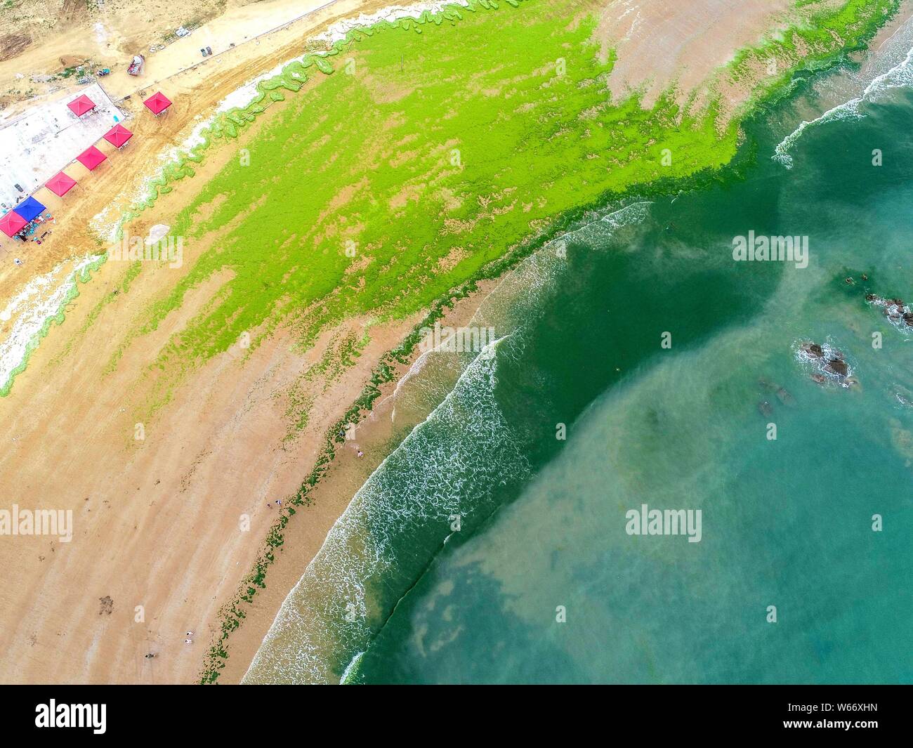 Aerial view of the sea water with blue-green algae bloom along the ...