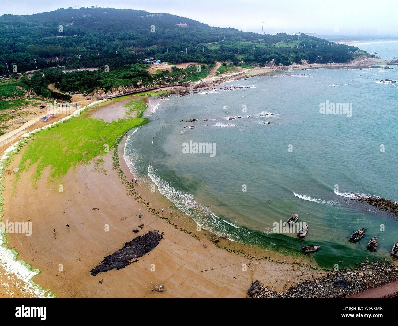 Aerial view of the sea water with blue-green algae bloom along the ...