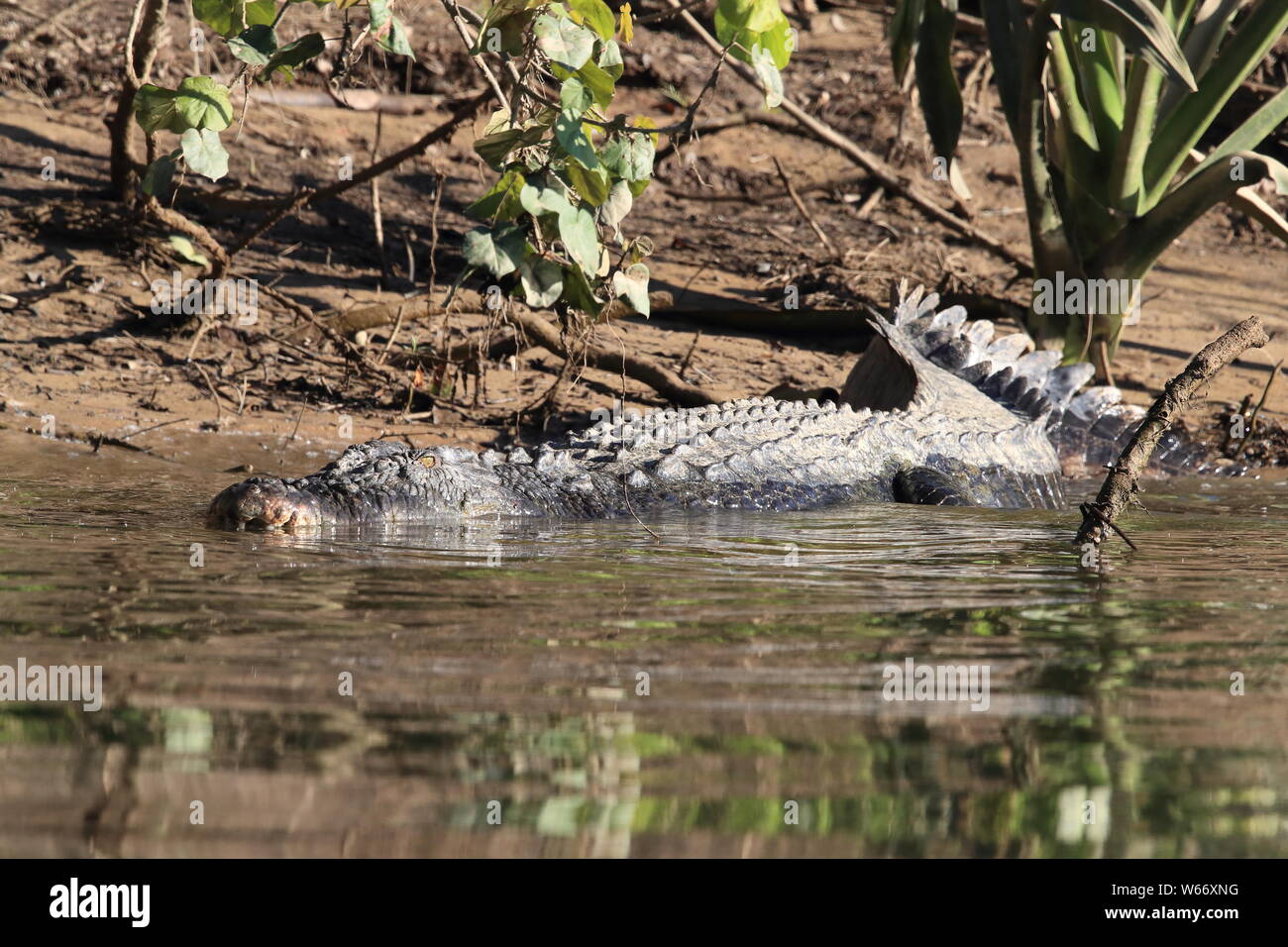 Rogue 2007 Crocodile