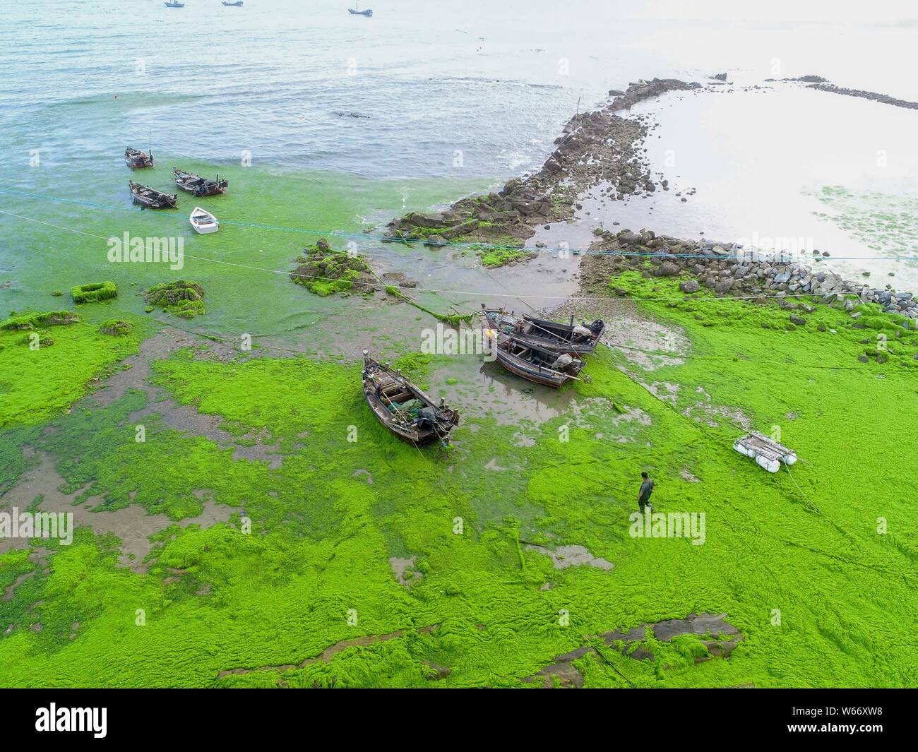 Seashore is covered by green algae, or enteromorpha prolifera, in ...