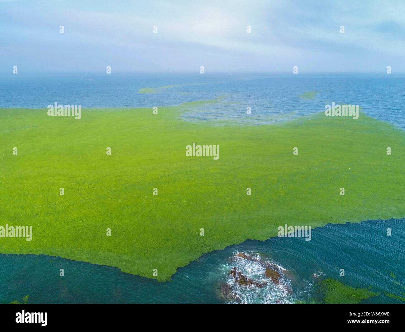 Seashore is covered by green algae, or enteromorpha prolifera, in ...