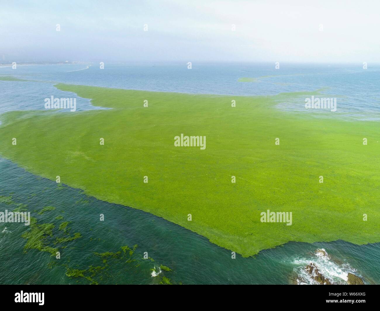 Seashore is covered by green algae, or enteromorpha prolifera, in ...