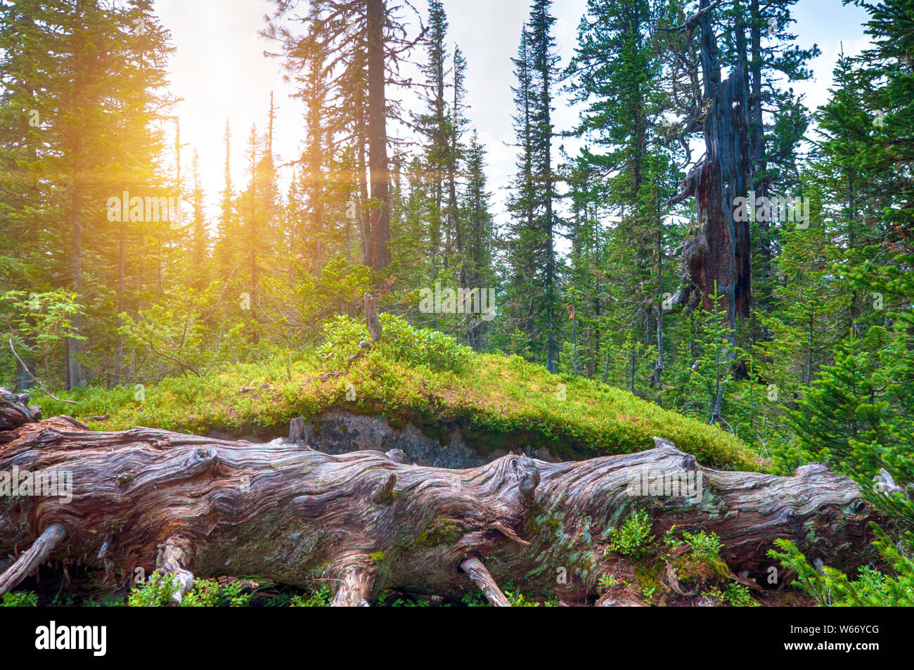 Dead cedars hi-res stock photography and images - Alamy