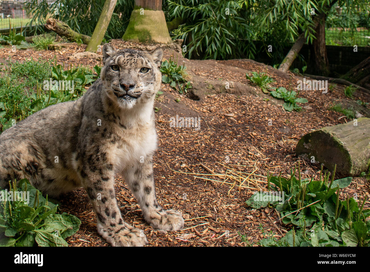 Snow leopard in a cage at animal rescue centre Stock Photo - Alamy