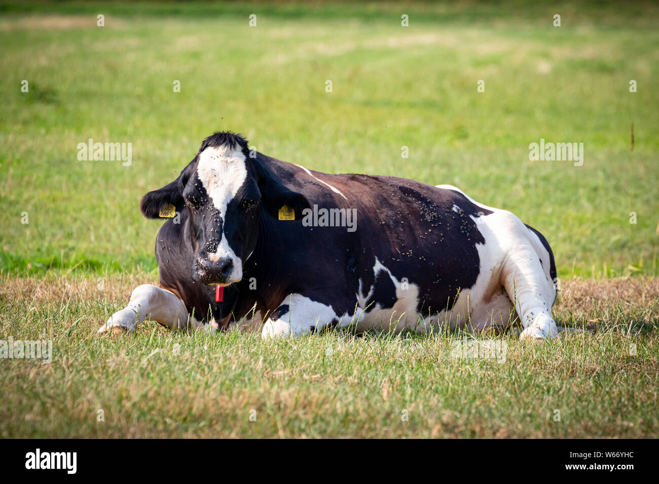horn fly cattle fly cattle pests on a cow head Stock Photo - Alamy