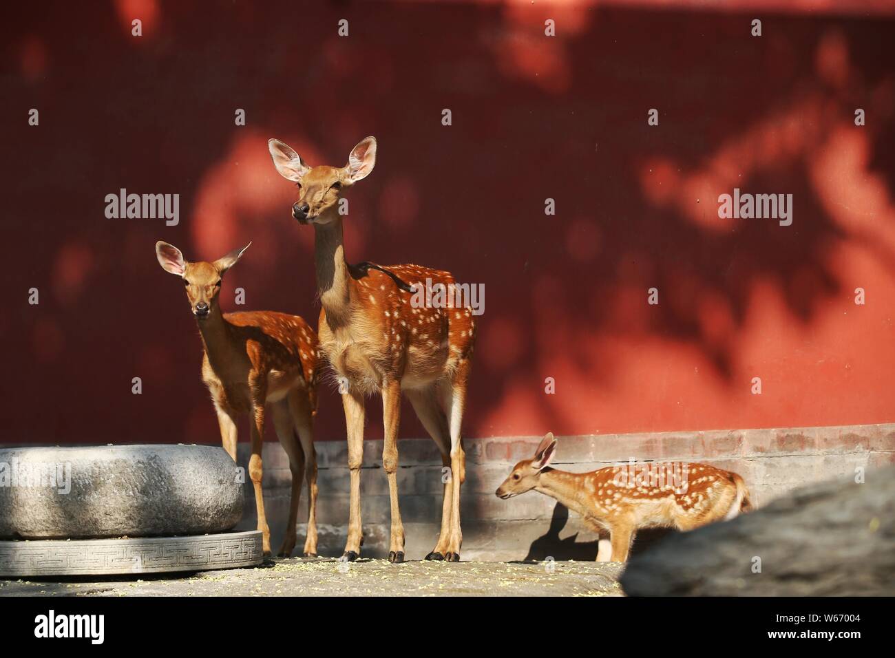 A sika deer born on June 2, right, is pictured at the Garden of ...
